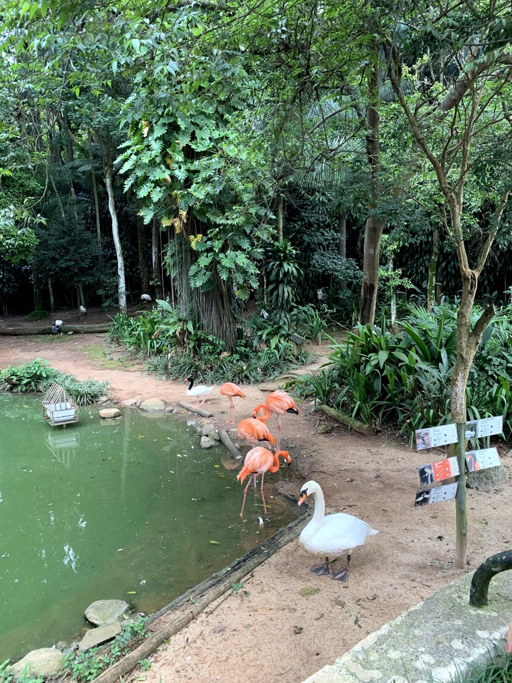 Parque Zoológico de São Paulo: preço do ingresso, horários e animais