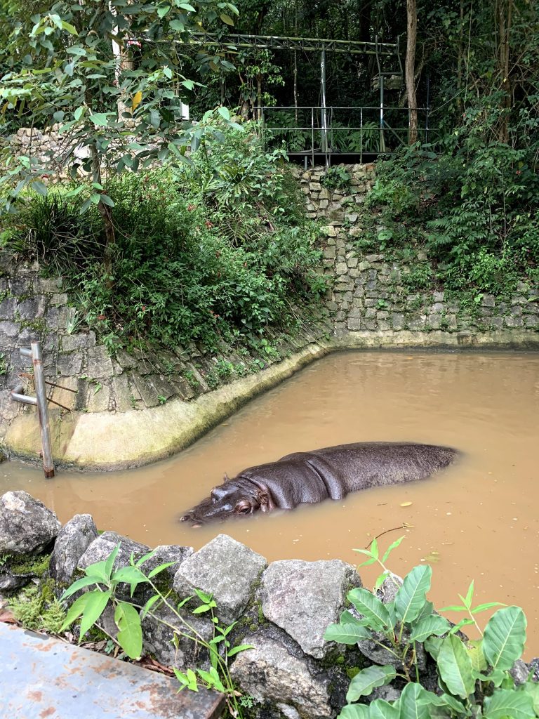 Parque Zoológico de São Paulo: preço do ingresso, horários e animais