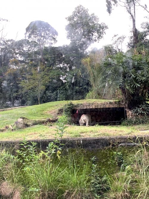 Parque Zoológico de São Paulo: preço do ingresso, horários e animais