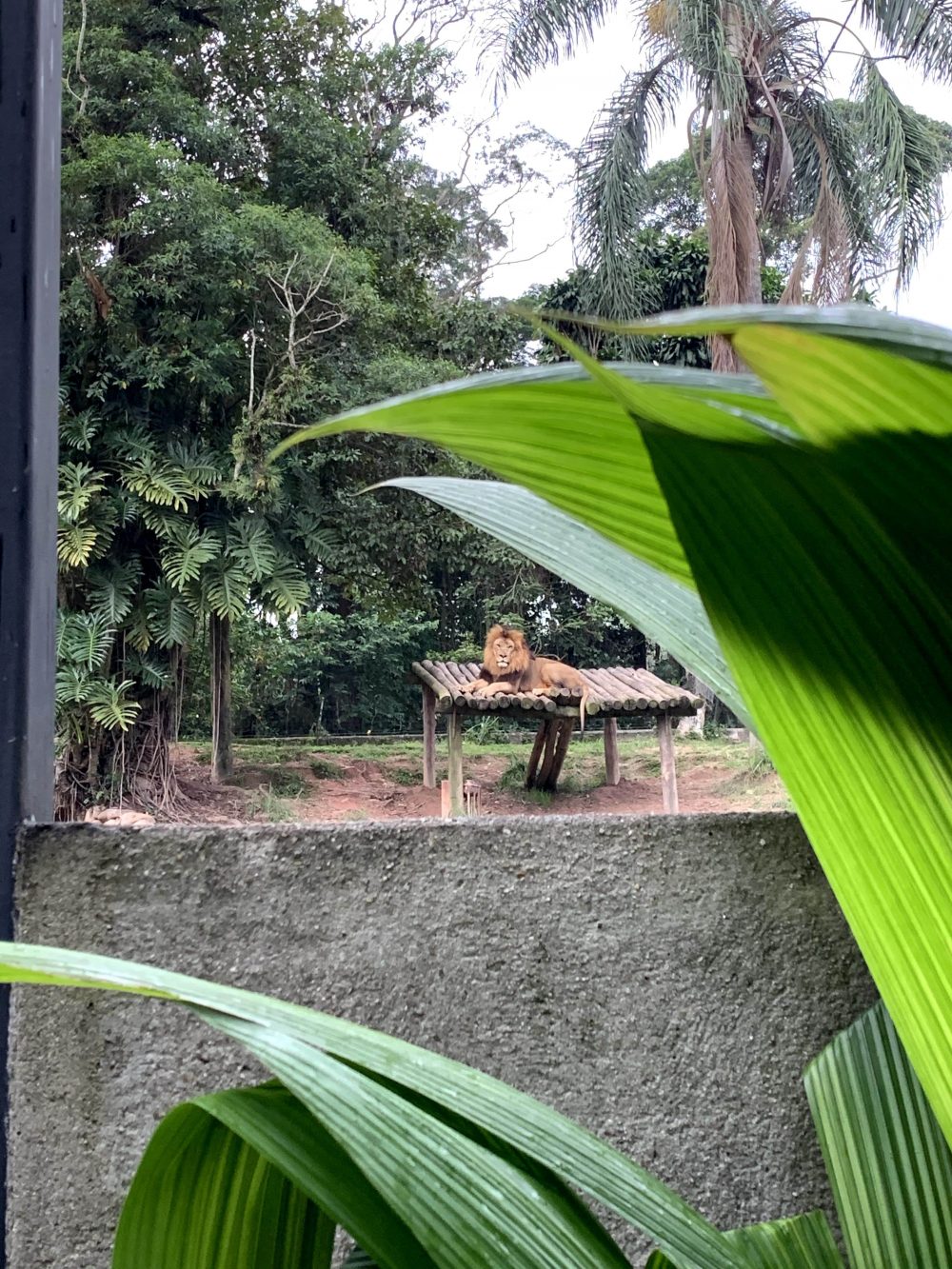 Parque Zoológico de São Paulo: preço do ingresso, horários e animais